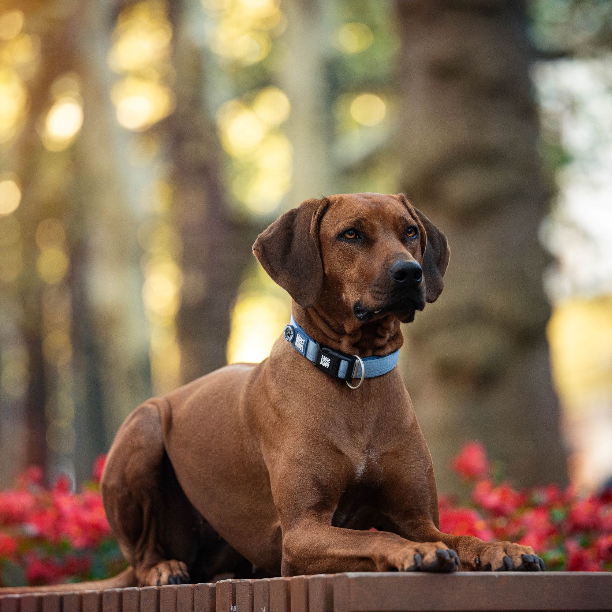 Smart ID statt GPS-Tracker: So schützt du deinen Hund clever | Max ...