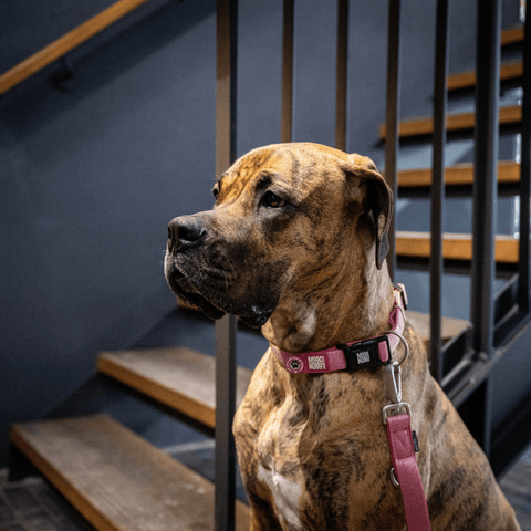 GOTCHA! Smart ID Collar - Matrix 2.0 Rose – Max & Molly Urban Pets