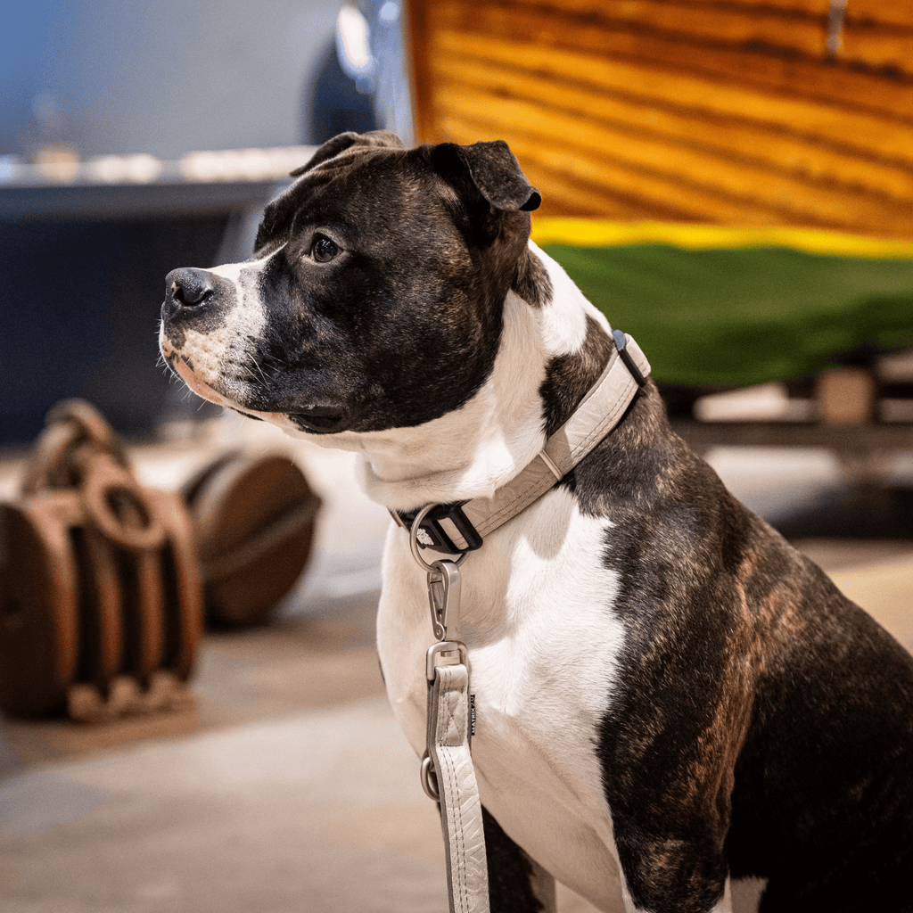 GOTCHA! Smart ID Collar - Matrix 2.0 Sand – Max & Molly Urban Pets