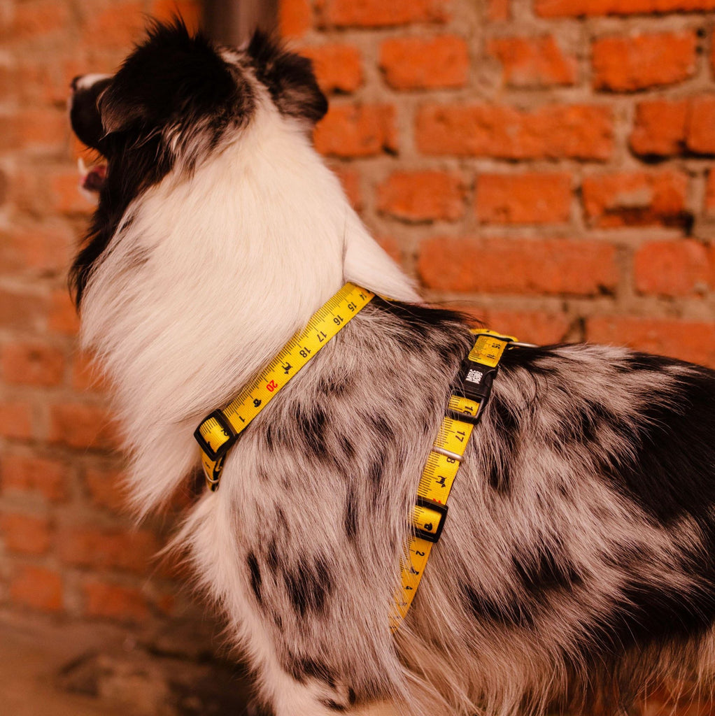 H-Harness - Ruler – Max & Molly Urban Pets