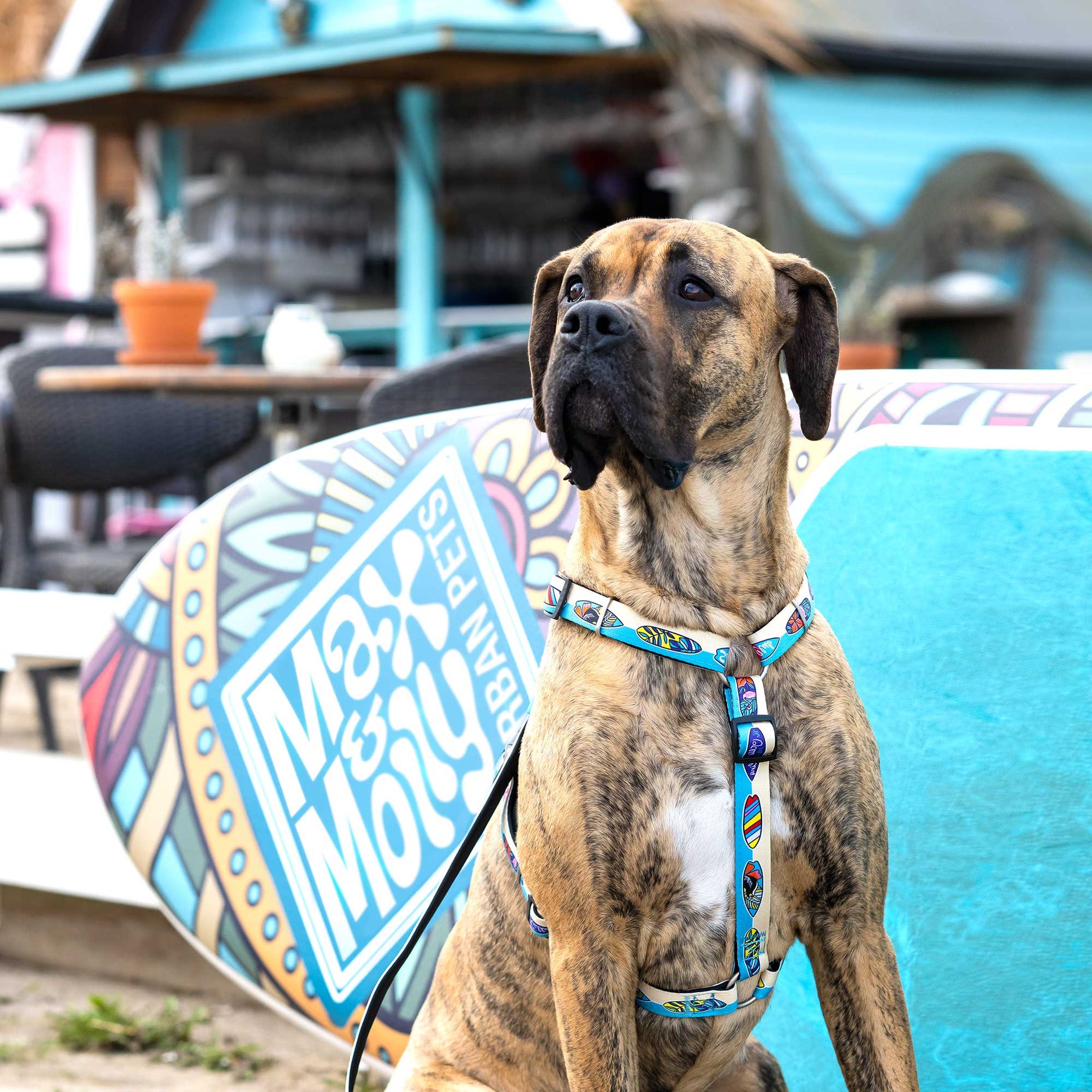 Dog Harnesses | Colorful, Urban & Unique | Max & Molly Urban Pets