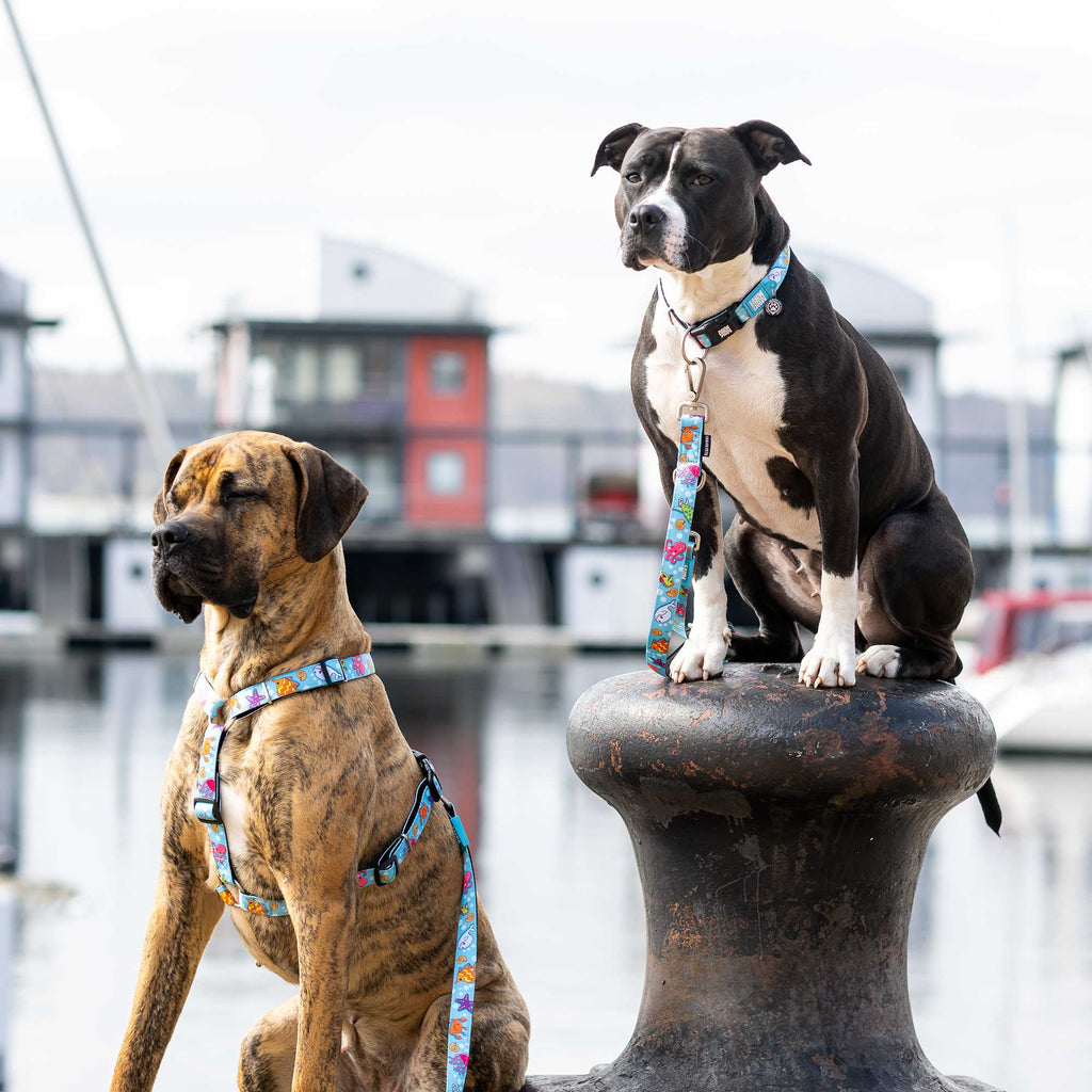 Short Leash - Blue Ocean – Max & Molly Urban Pets