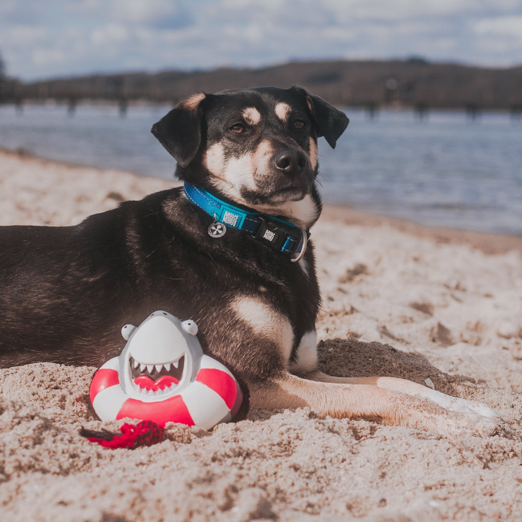 Snuggles Toy - Frenzy the Shark – Max & Molly Urban Pets
